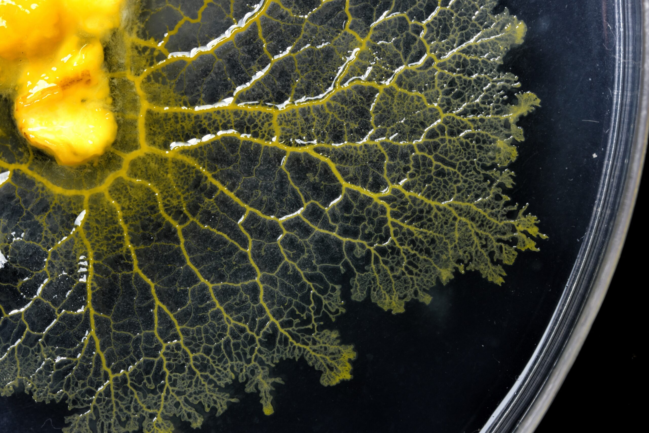 Comment sortir du Blob management